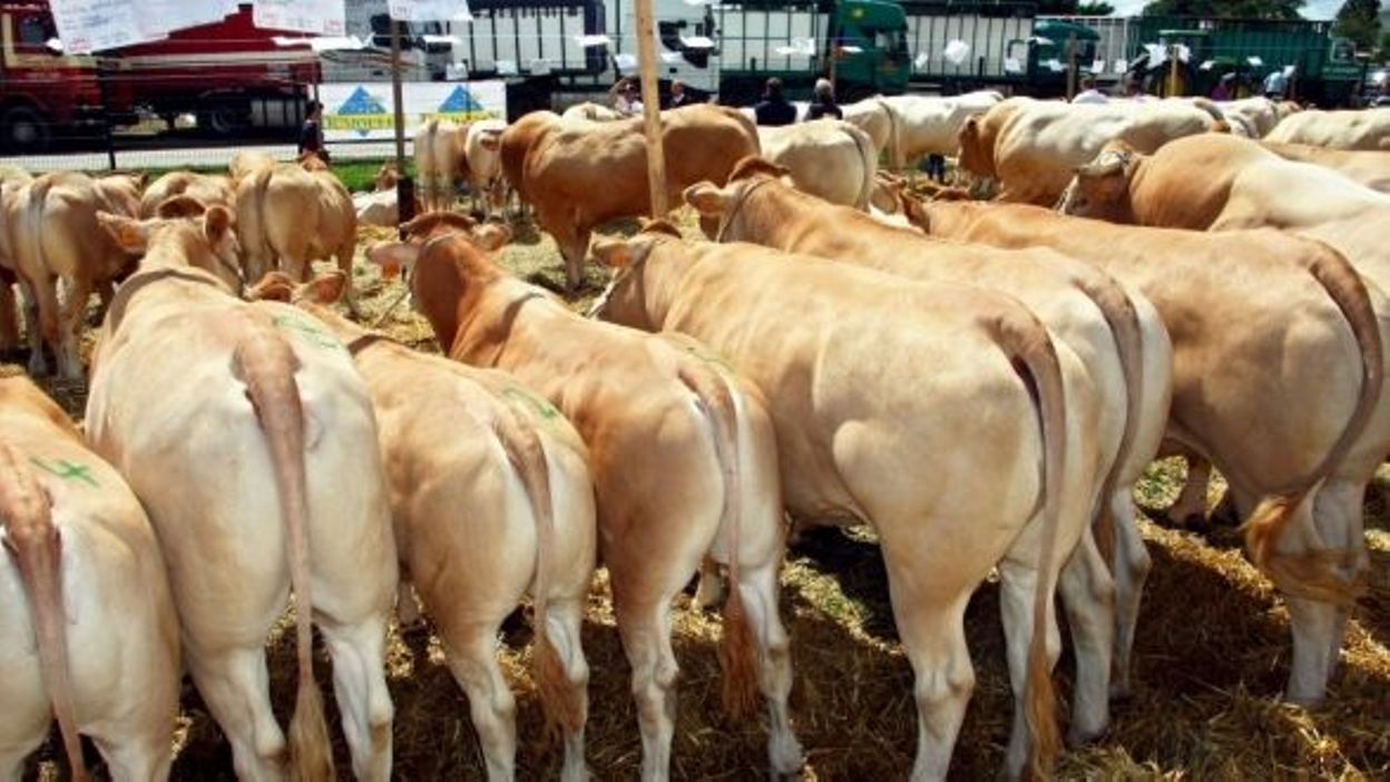 La forêt de Paliseul, dernière étape de la foire de Libramont - RTBF Actus