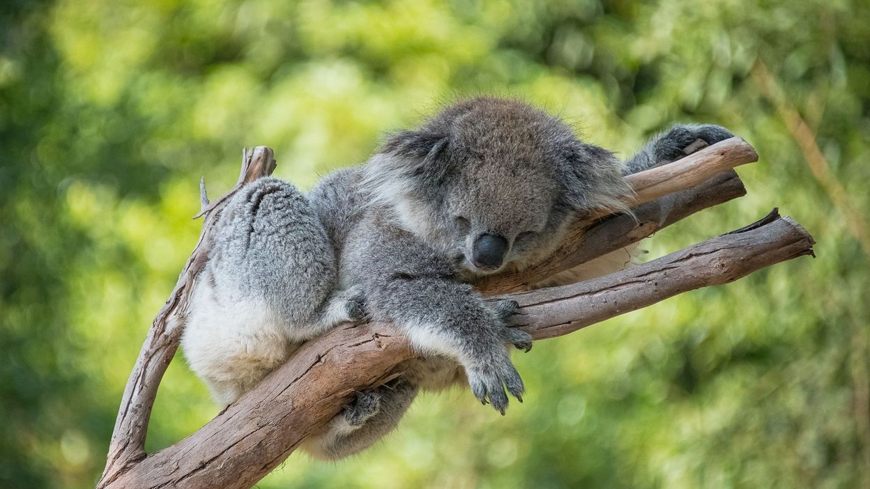 Quels sont les 10 animaux qui dorment le plus ? - RTBF Actus