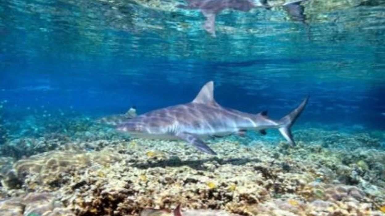 La chimère éléphant explique pourquoi il n'y a pas d'os dans le requin ...
