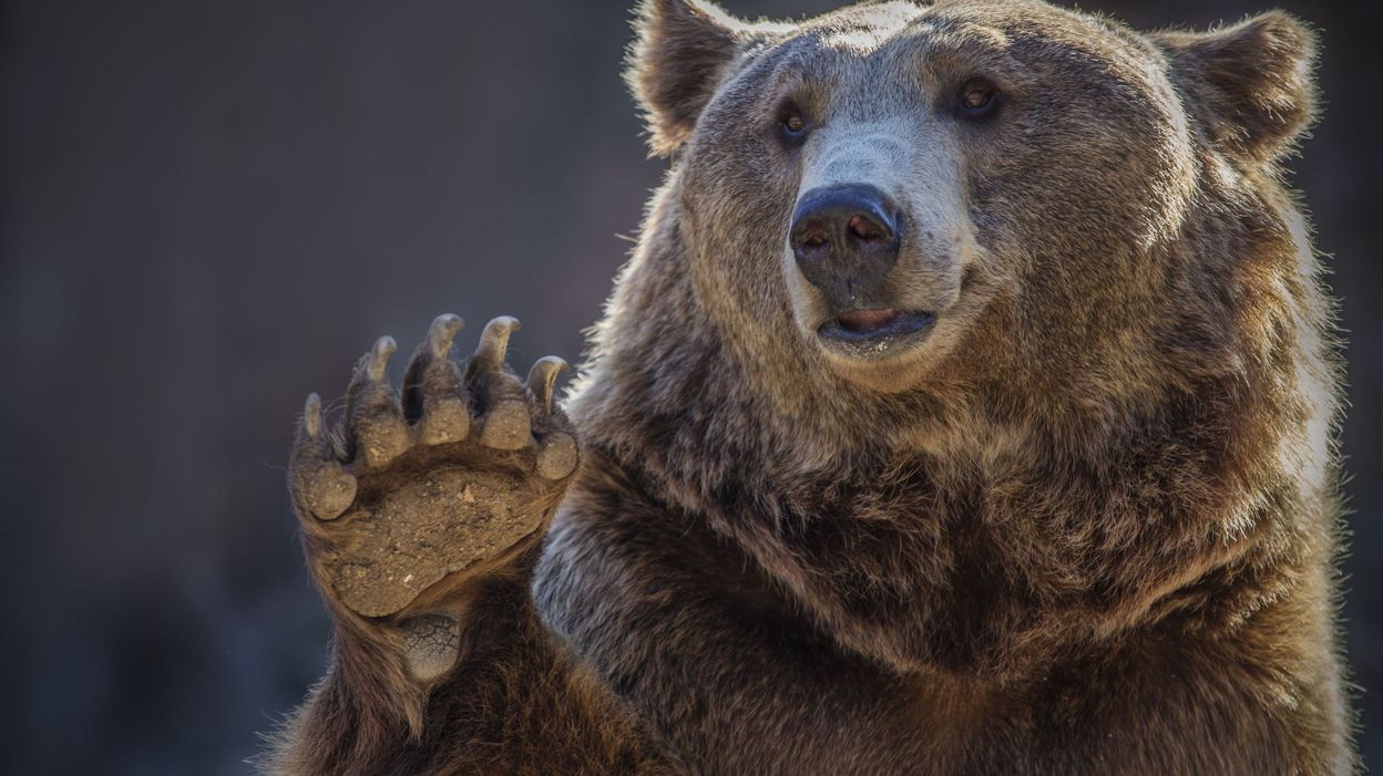 Theux : le parc animalier Forestia peut enfin vous ouvrir ses portes ...