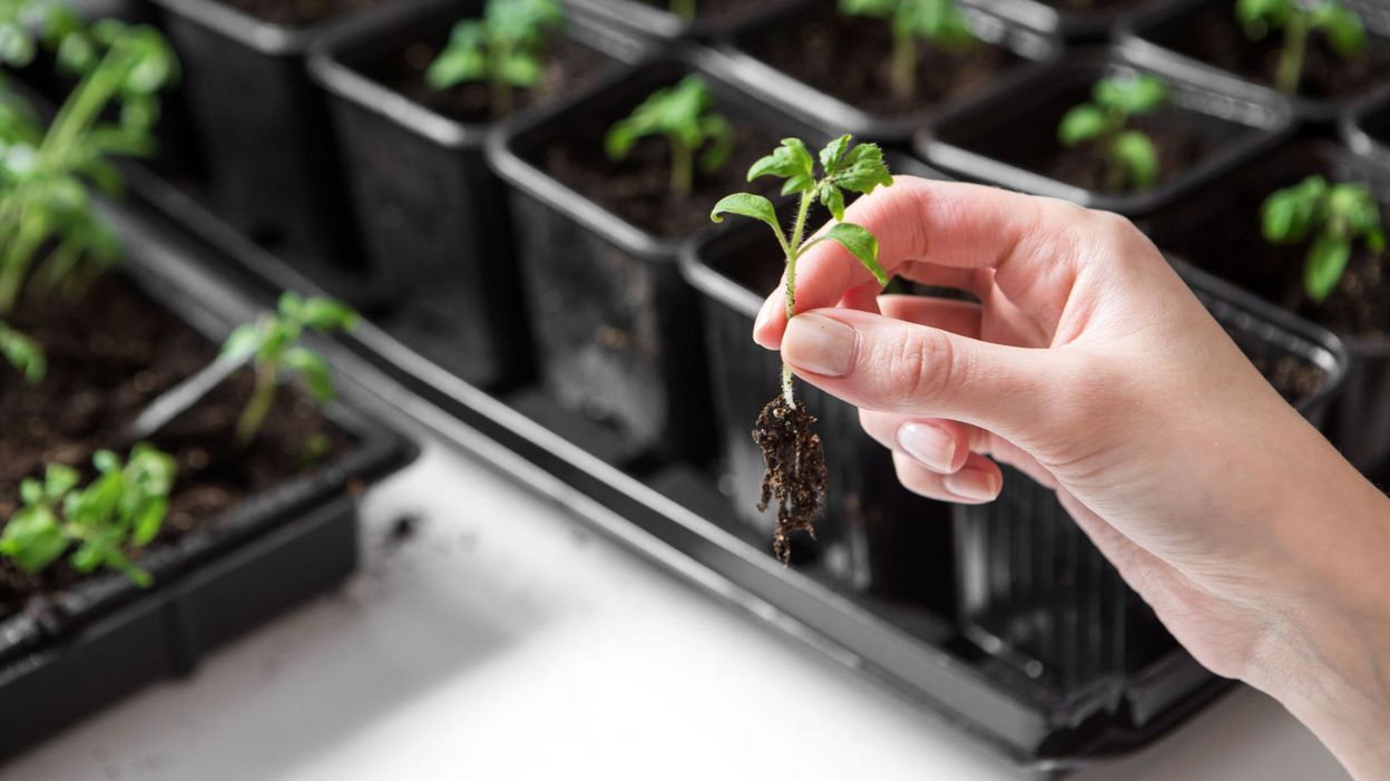 Mars au potager : 5 conseils utiles pour améliorer nos récoltes - rtbf.be