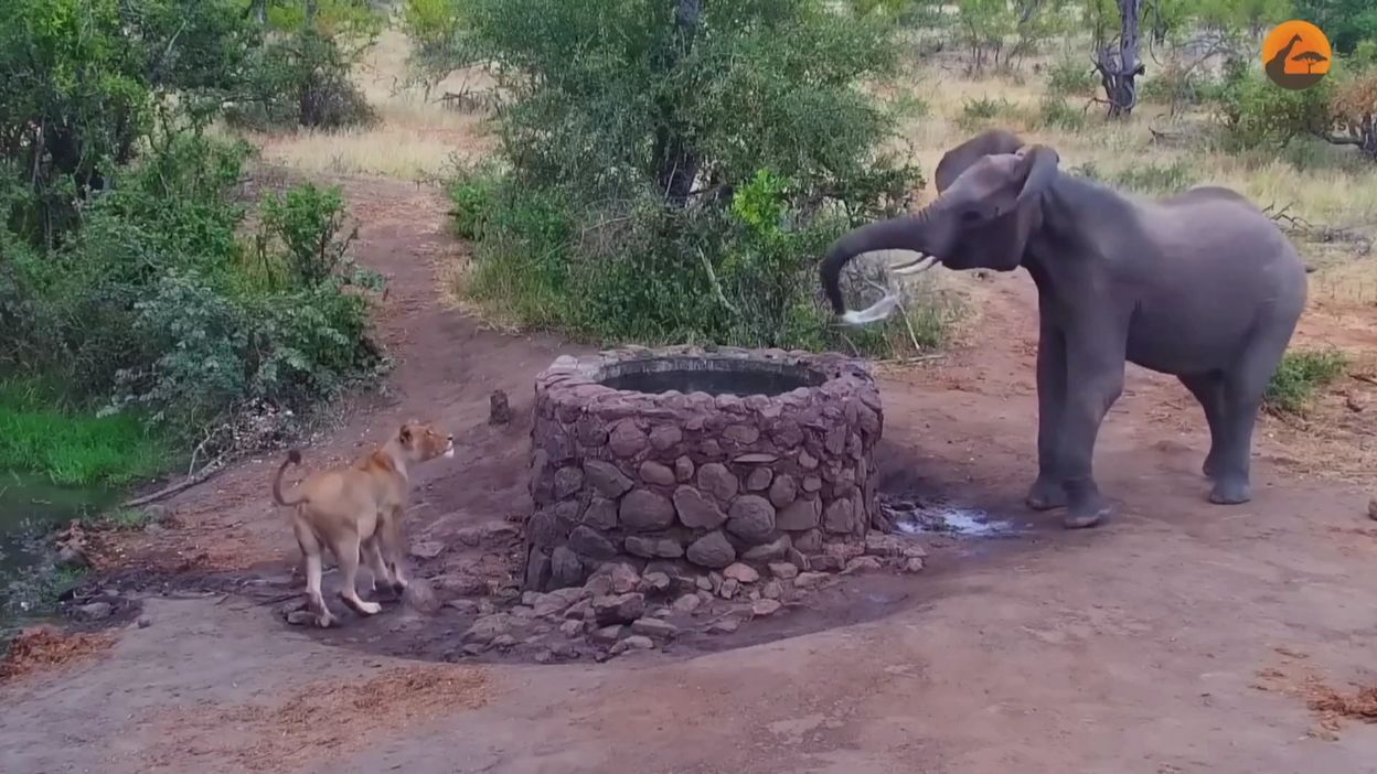 Zimbabwe : migration massive d’éléphants à cause du manque d’eau - RTBF ...