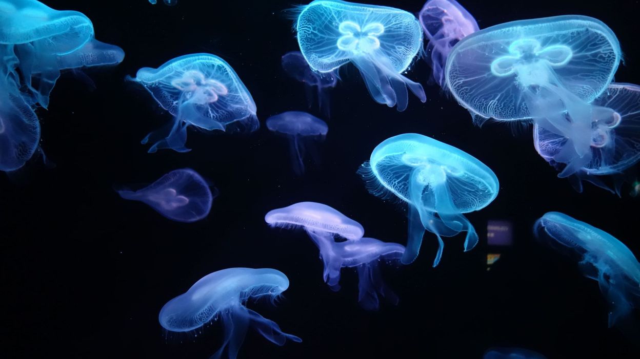 Bioluminescence : des animaux capables de produire leur propre lumière ...