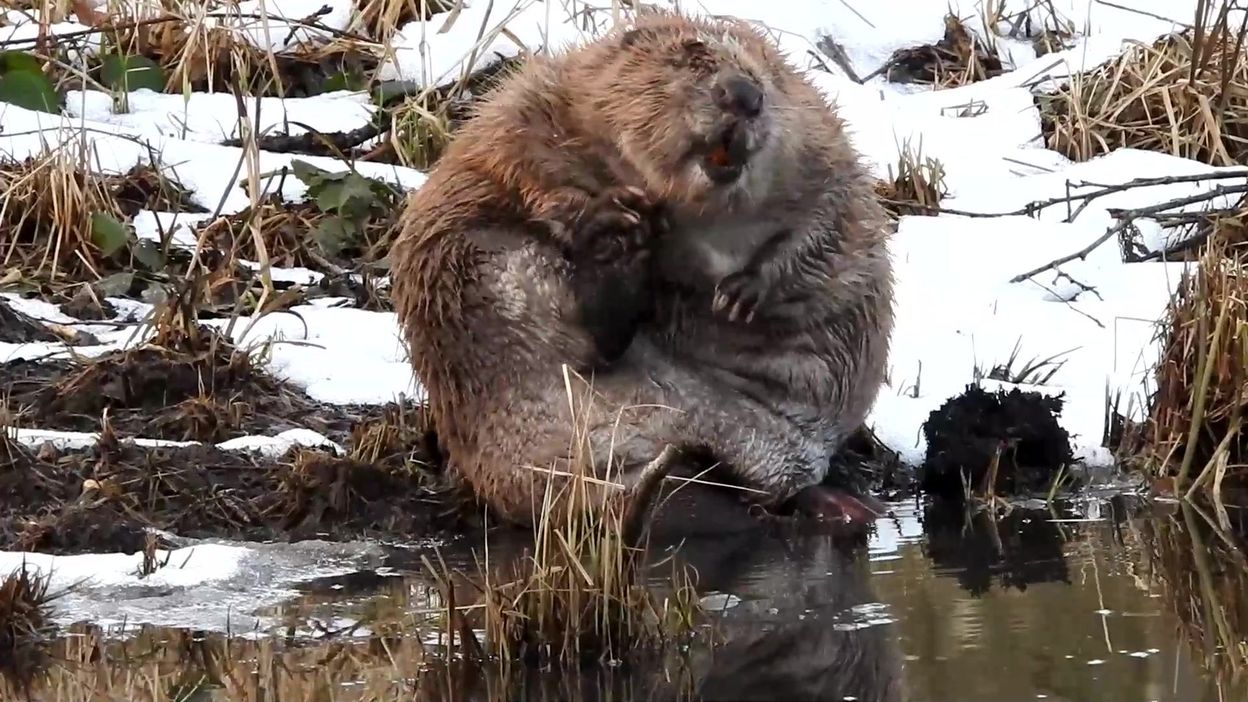 Les castors sont de retour à Londres après 400 ans - RTBF Actus
