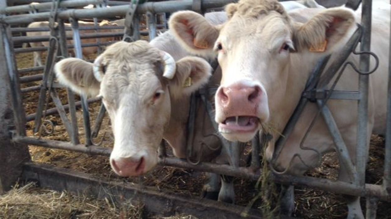Salon de l'autonomie fourragère: pour que les vaches mangent l'herbe de ...