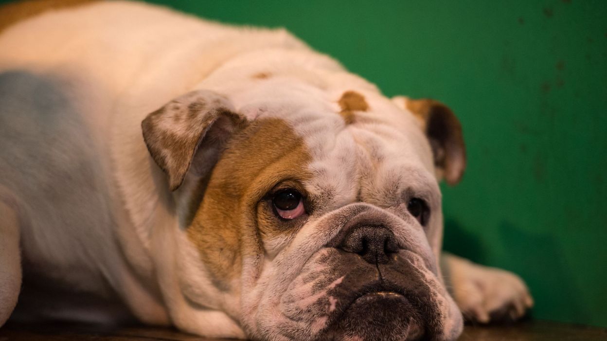 L'hypertype: un véritable fléau pour la santé des animaux - RTBF Actus