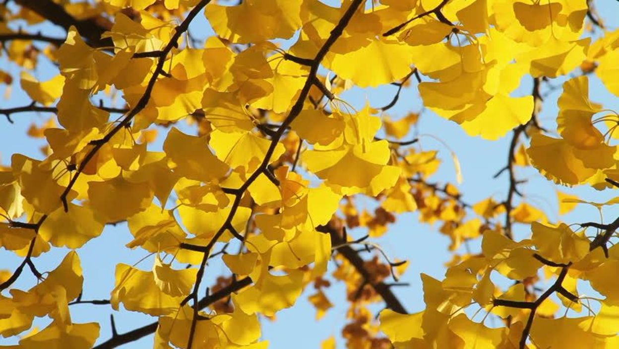 Pourquoi le Gingko biloba est-il appelé l'arbre aux 40 écus ? - RTBF Actus
