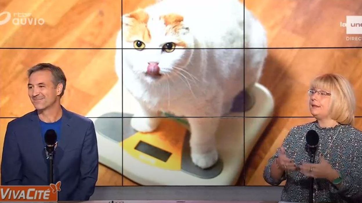 Les problèmes de surpoids chez nos chats : un fléau énorme - RTBF Actus
