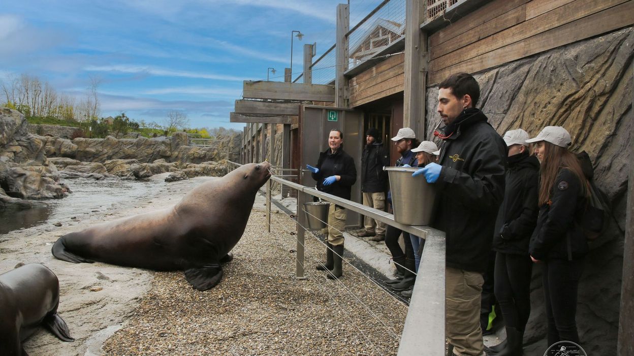 Être soigneur d’un jour à Pairi Daiza, ça vous dirait ? - RTBF Actus