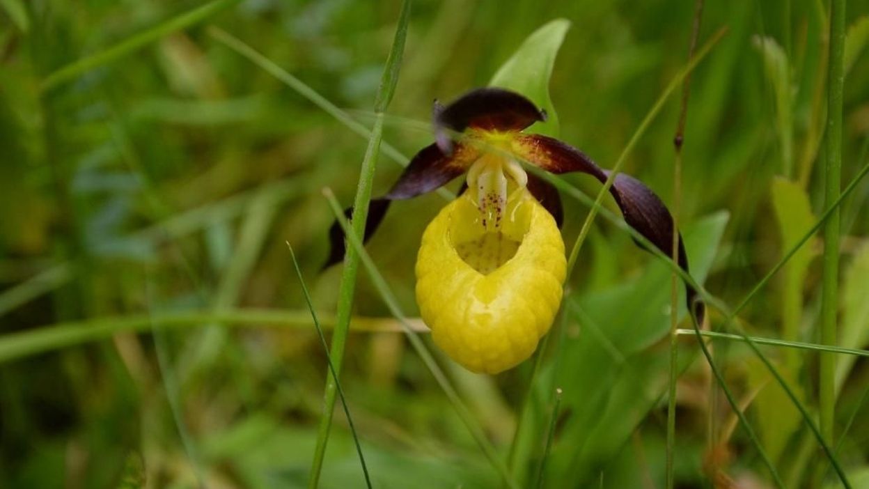 Une orchidée rare observée pour la première fois à l'état sauvage ...