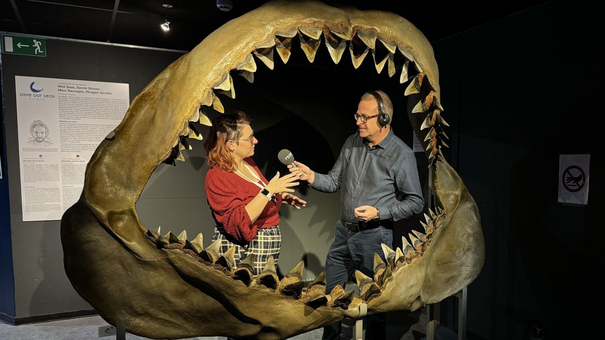 Diable noir : quel est ce poisson des abysses aperçu aux Îles Canaries ...