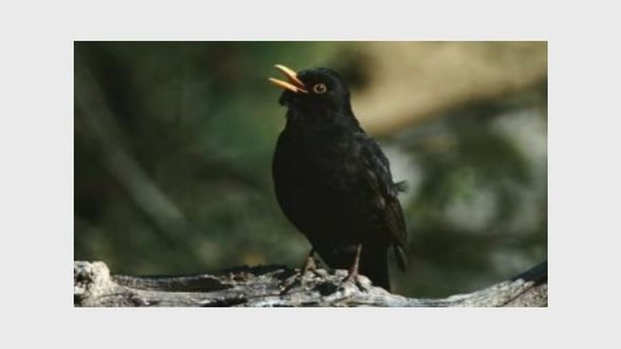 L'oiseau le plus fréquent dans les jardins reste le merle - rtbf.be
