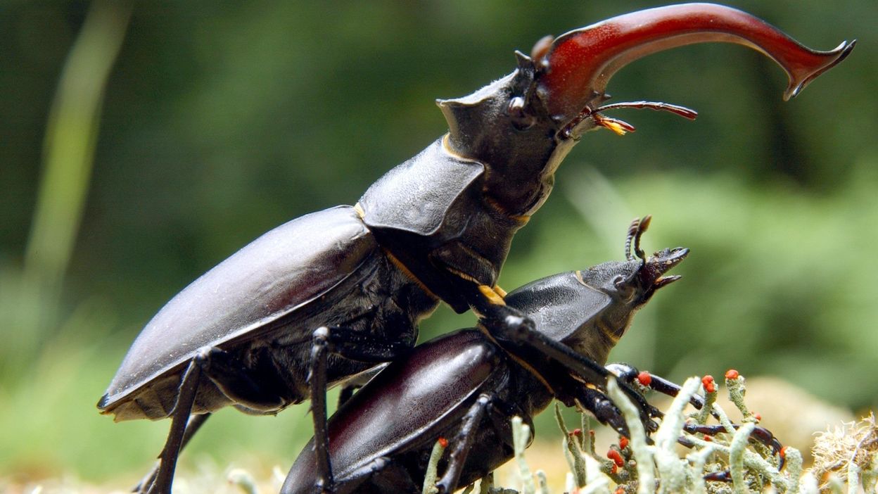 Recenser le lucane cerf-volant pour mieux sauvegarder les dernières ...