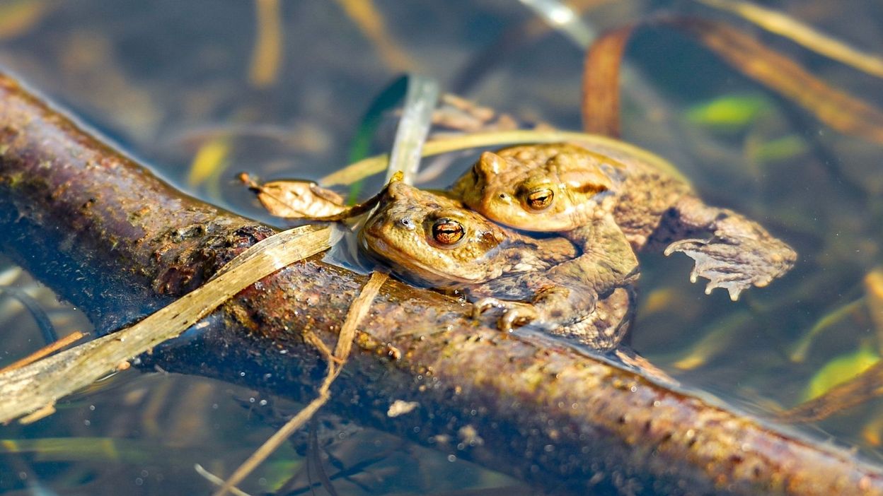 Carnet nature : la migration des batraciens - rtbf.be