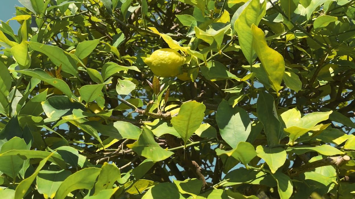 La fabuleuse histoire des orangers tricentenaires de Freÿr