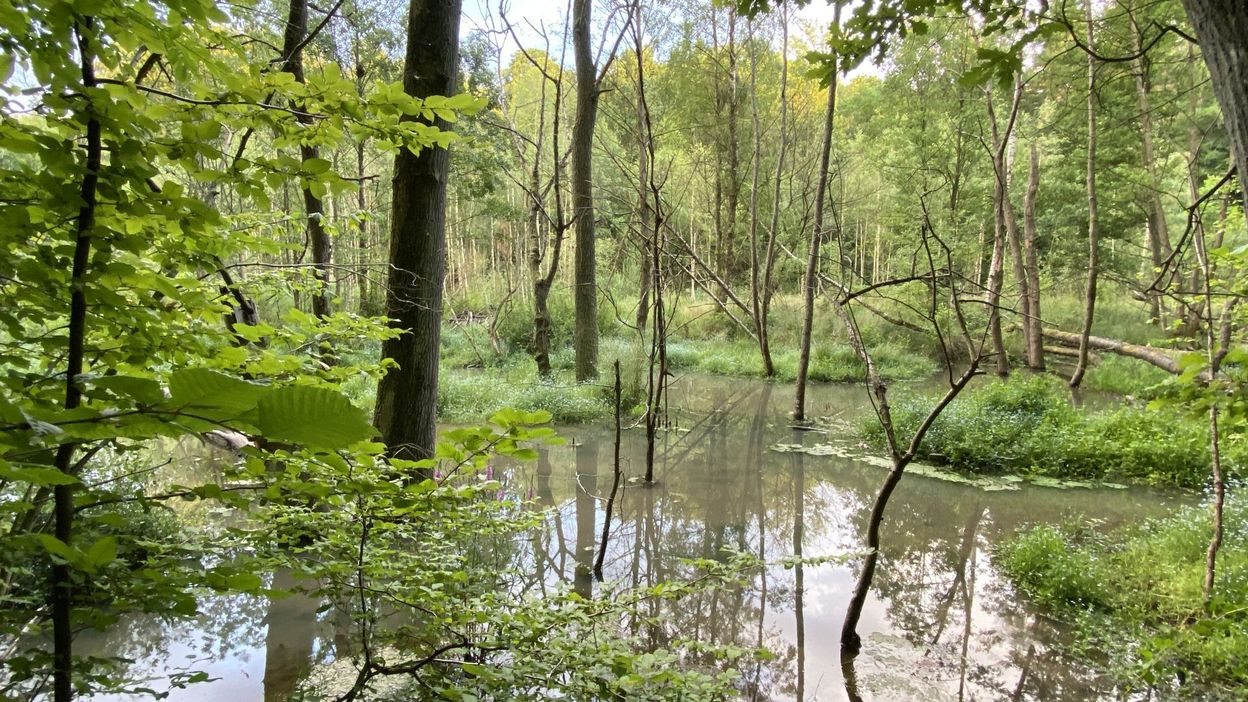 'Mission castor' : un documentaire sur la réintroduction du castor en ...