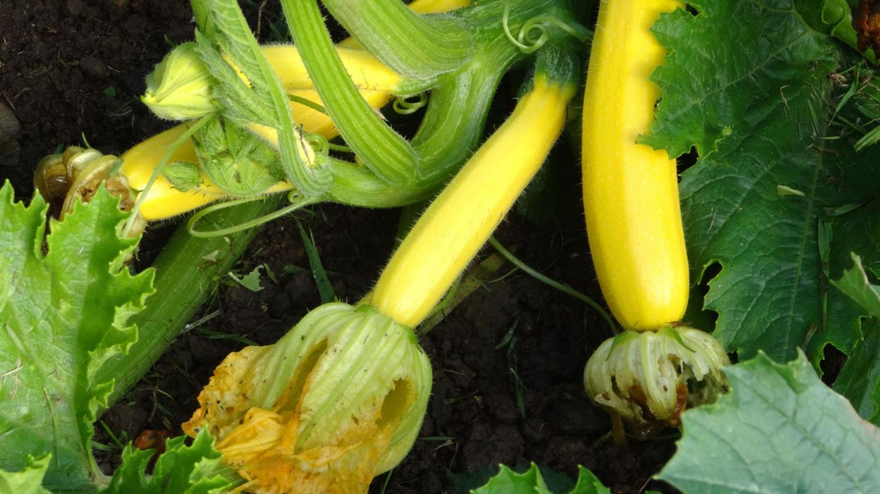 En août, on récolte les courgettes et on sème de la mâche au potager ...