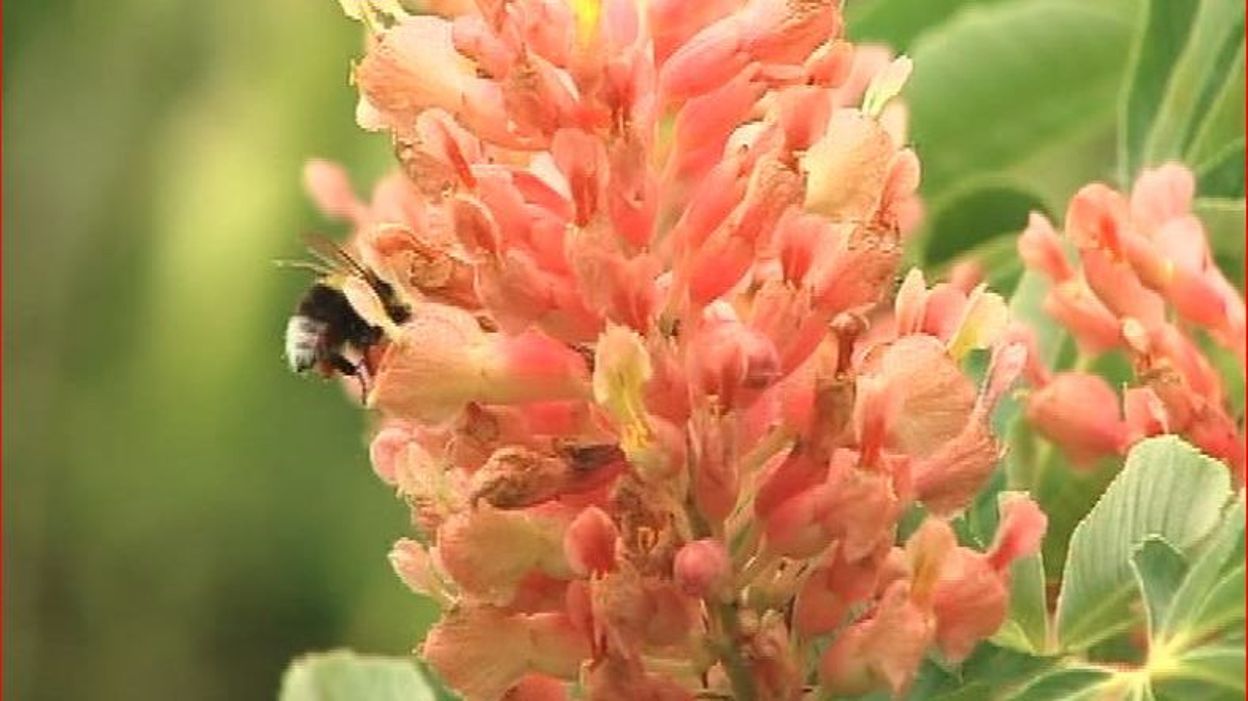 Francis Peeters - Aesculus pavia var. discolor 'Koehnei' - RTBF Actus