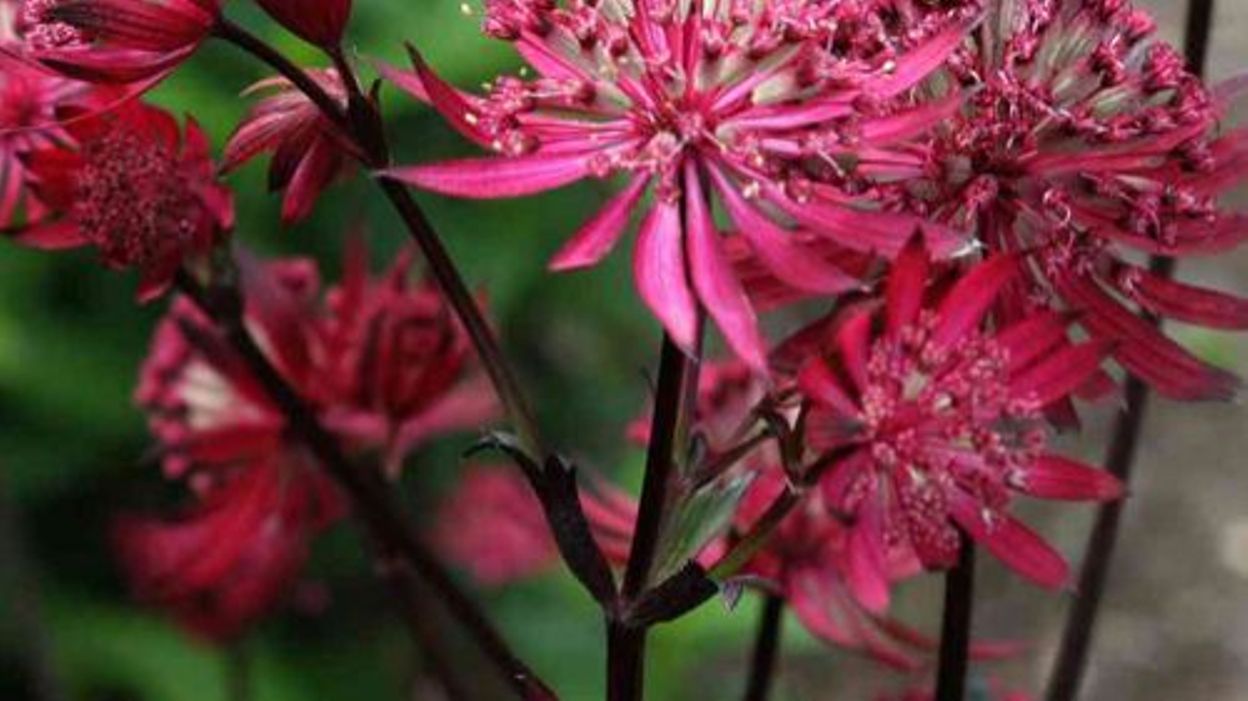 Francis Peeters - Astrantia 'Ruby Star' - RTBF Actus