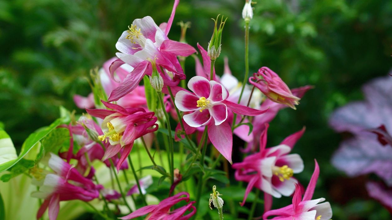 Les ancolies au jardin : légèreté et couleurs au printemps - RTBF Actus