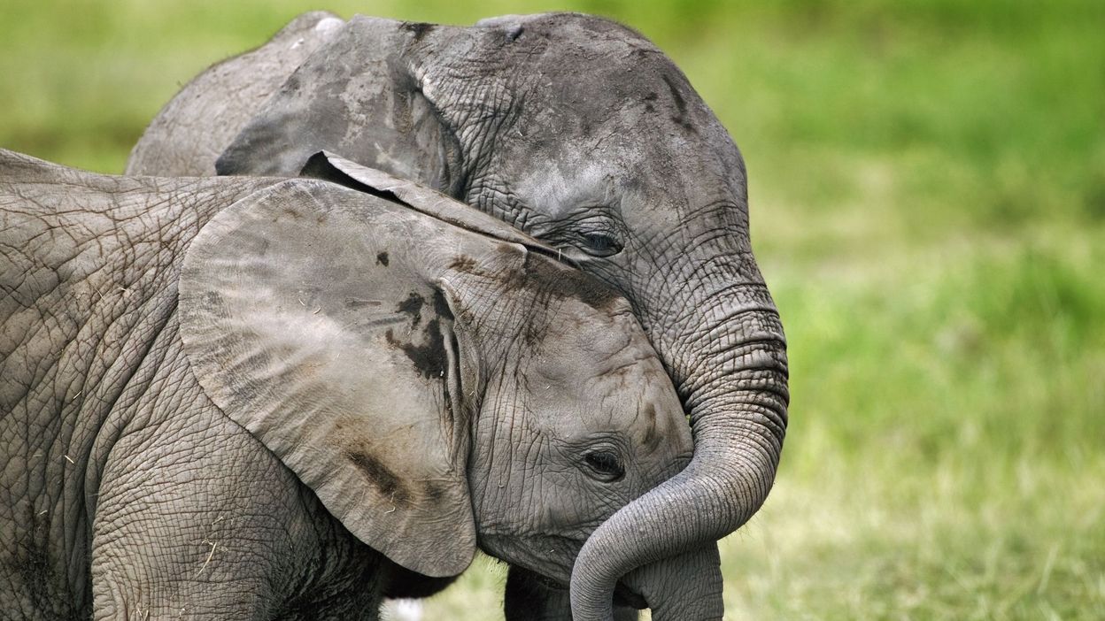 Pourquoi la disparition des éléphants menace aussi la planète - RTBF Actus