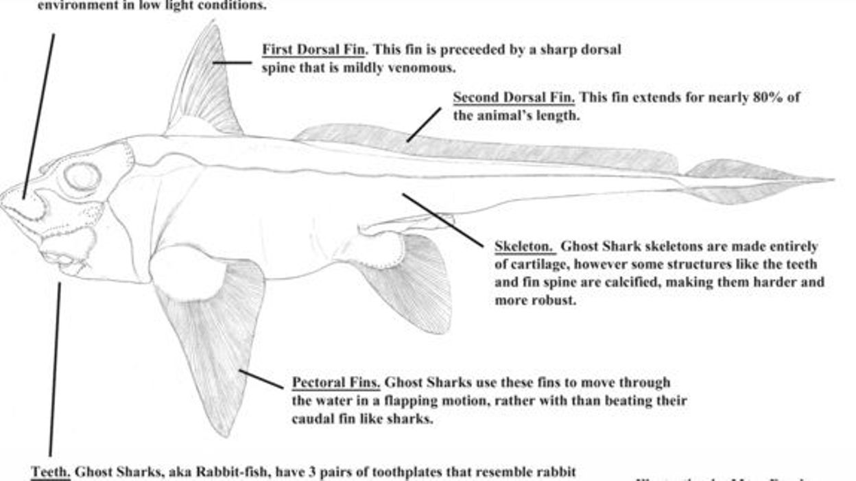 Une nouvelle espèce de requin fantôme découverte ! - RTBF Actus