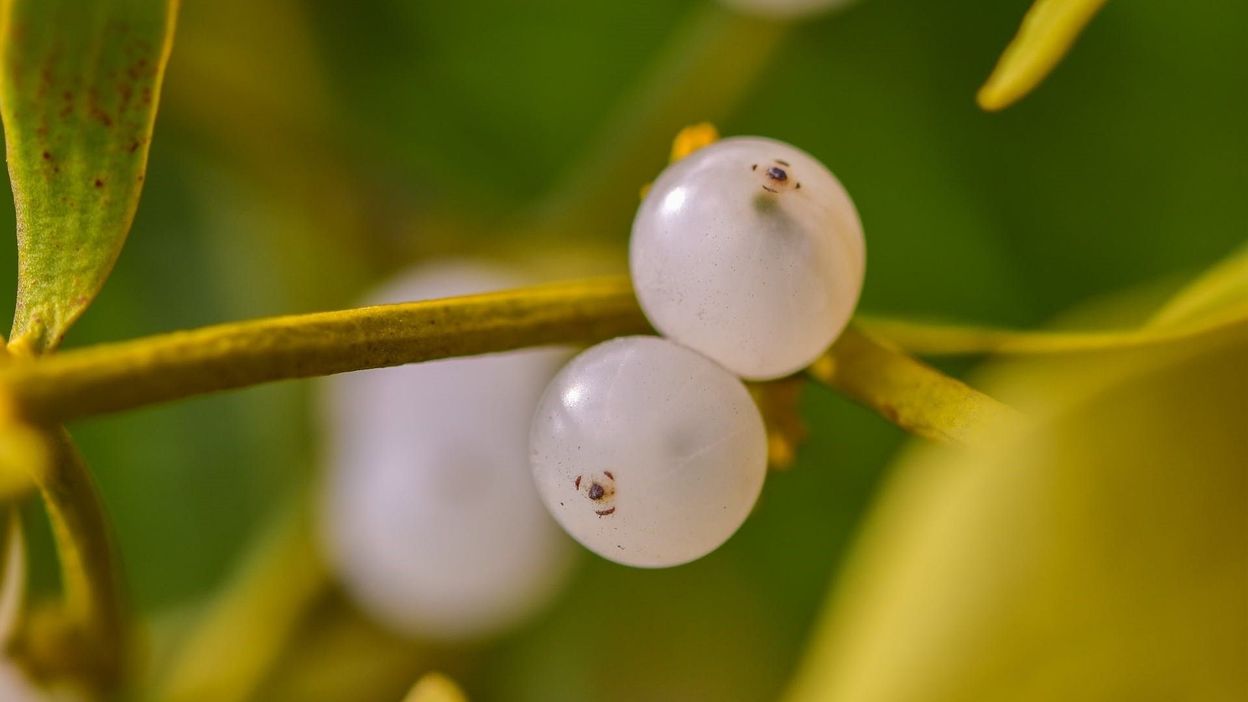 Le gui, une plante symbolique, parasite et porte-bonheur - RTBF Actus