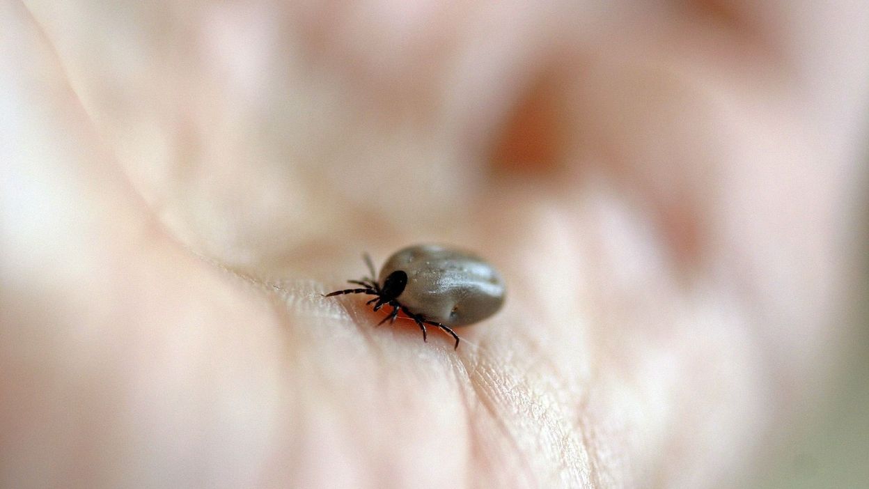 Le 'Culex modestus' : nouvelle espèce de moustique, vecteur de ...