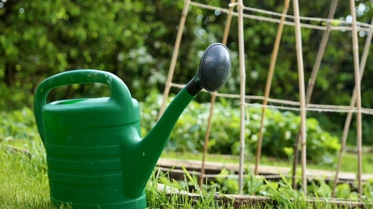 Créez un écosystème autonome dans votre jardin grâce à un bac aquatique ...