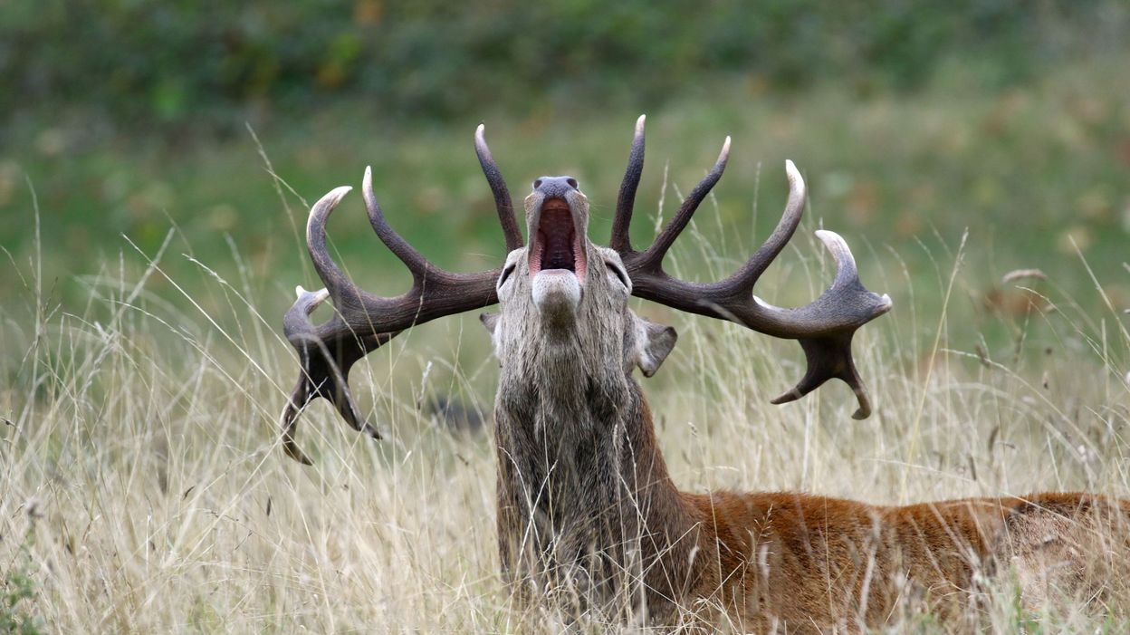Brame du cerf : les meilleurs endroits et balades accompagnées en ...
