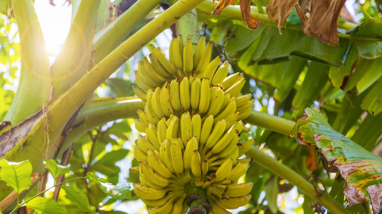 Un bananier en pleine terre en Belgique, c’est possible ? - RTBF Actus