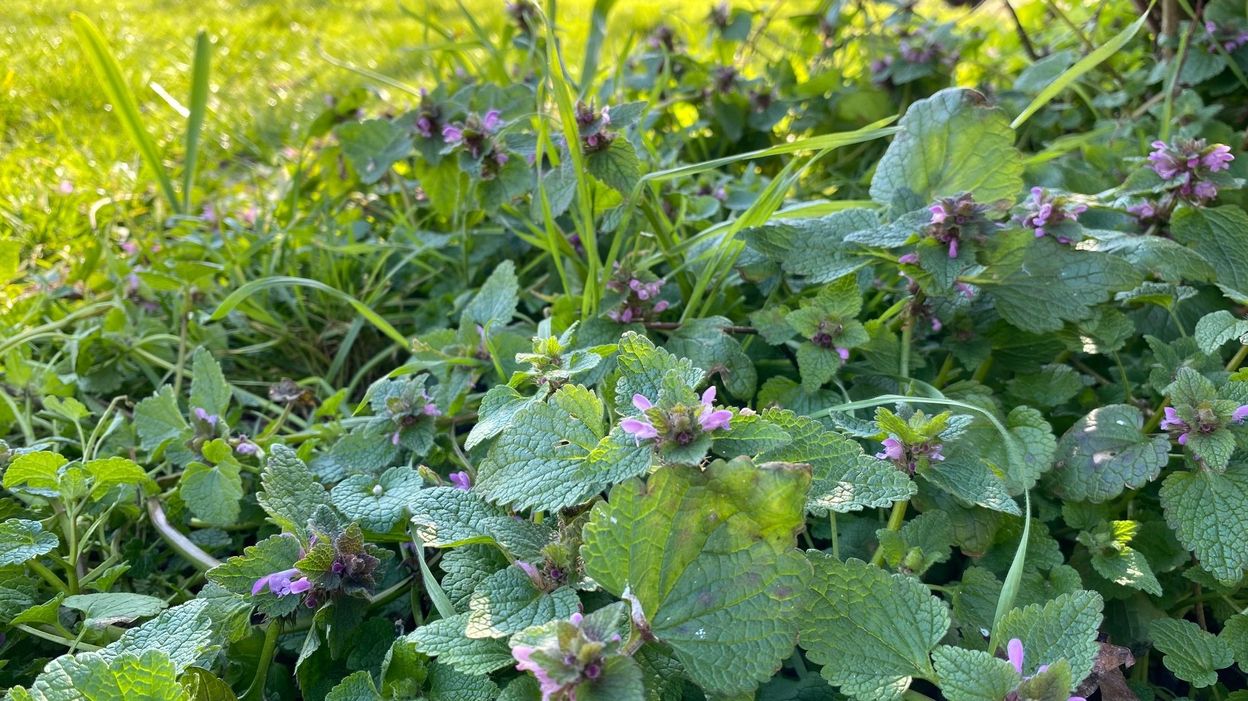Carnet nature – Le lamier pourpre - RTBF Actus