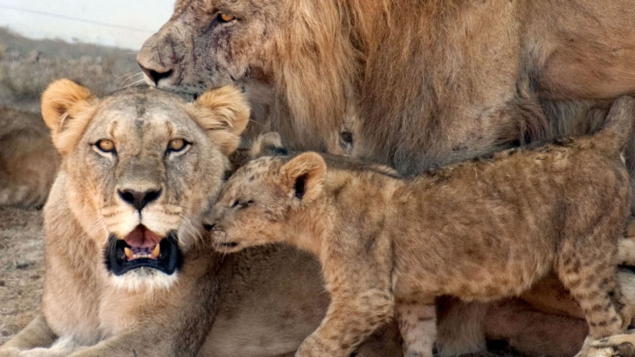 Les États-Unis veulent protéger le lion africain, menacé d'extinction ...