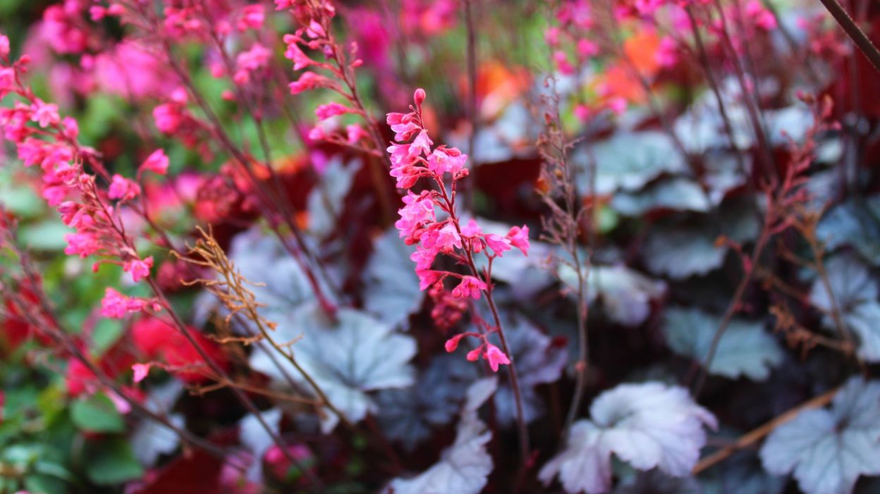 Les heuchères : des vivaces au feuillage très décoratif même en hiver ...
