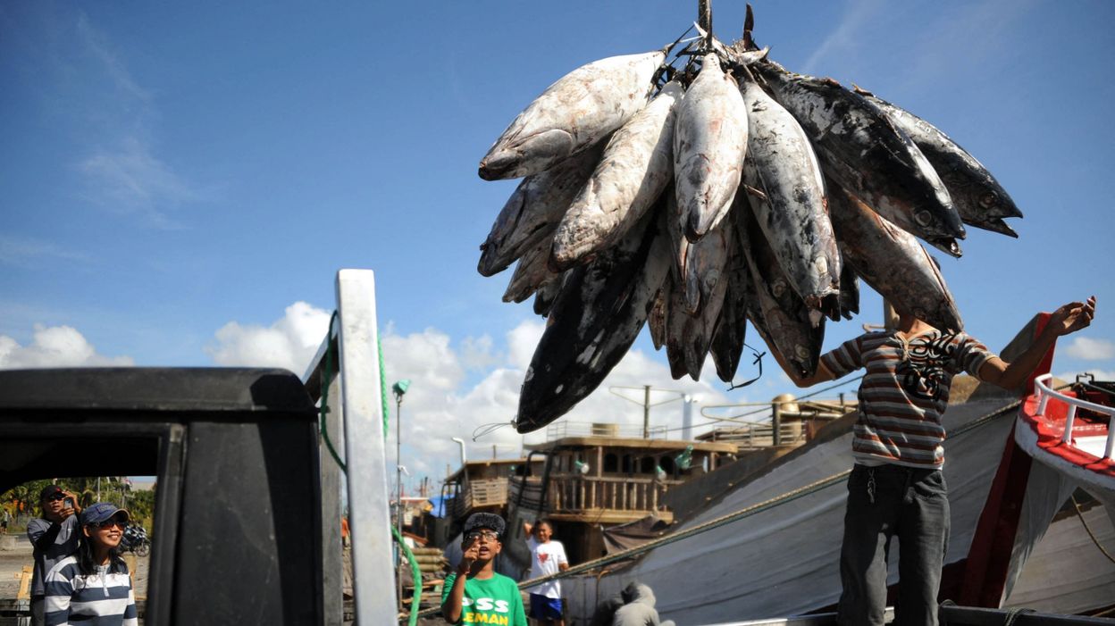 Loi du silence, poissons morts jetés à la mer : les dérives de la pêche ...