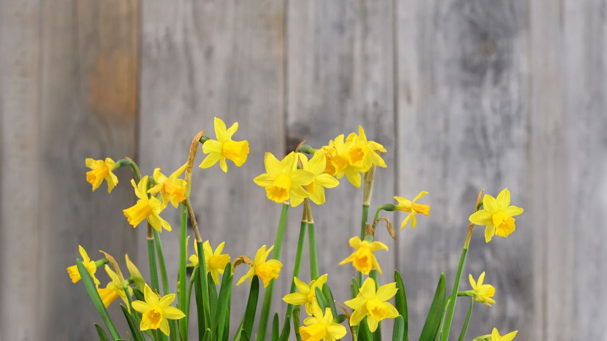 Narcisses, primevères et pensées : ces fleurs qui font le printemps au ...