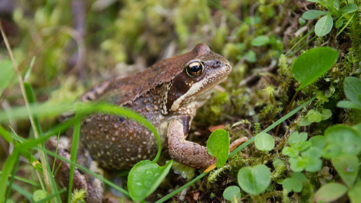 La migration des batraciens a débuté ! Soyez vigilants ! - RTBF Actus