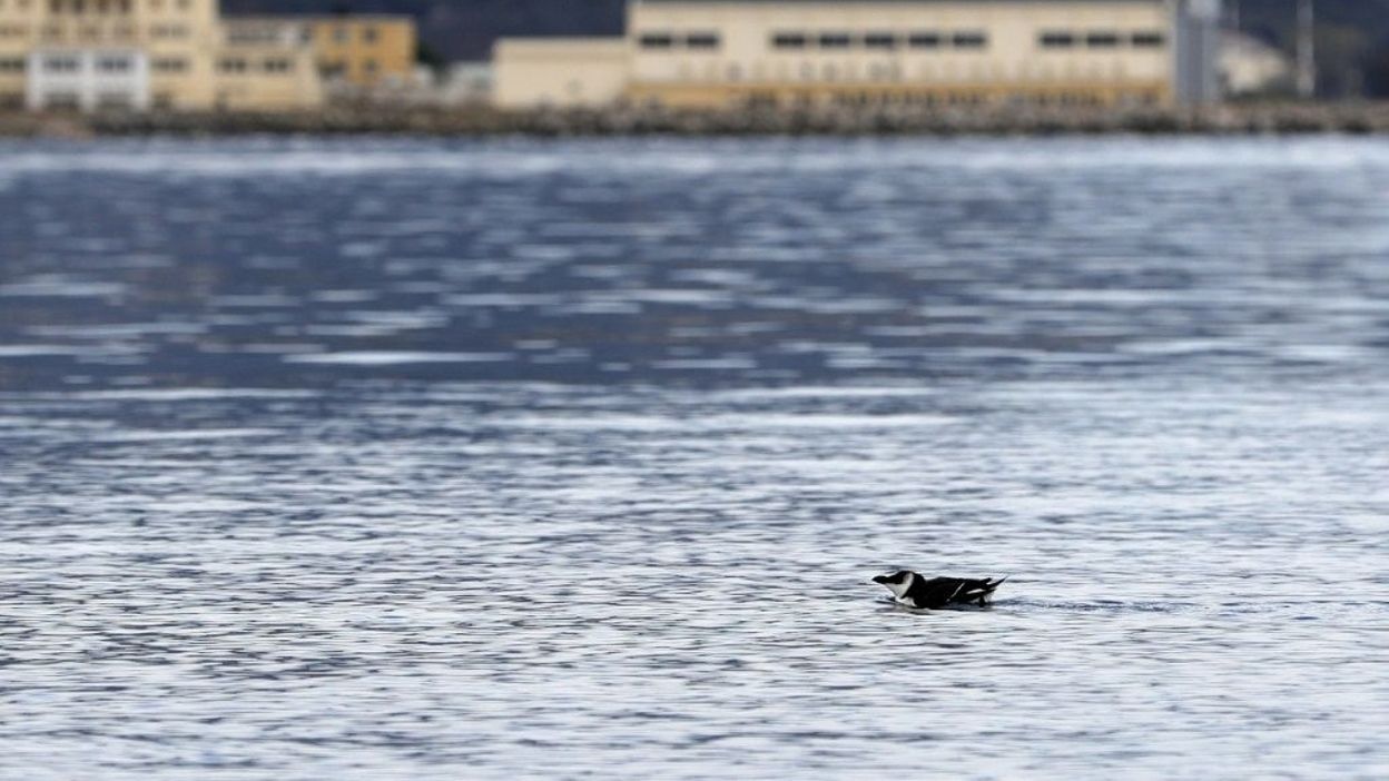 Des pingouins Torda observés en Corse et sur le pourtour méditerranéen ...
