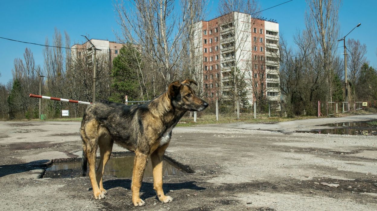 Les chiens de Tchernobyl ont muté depuis la catastrophe nucléaire ...