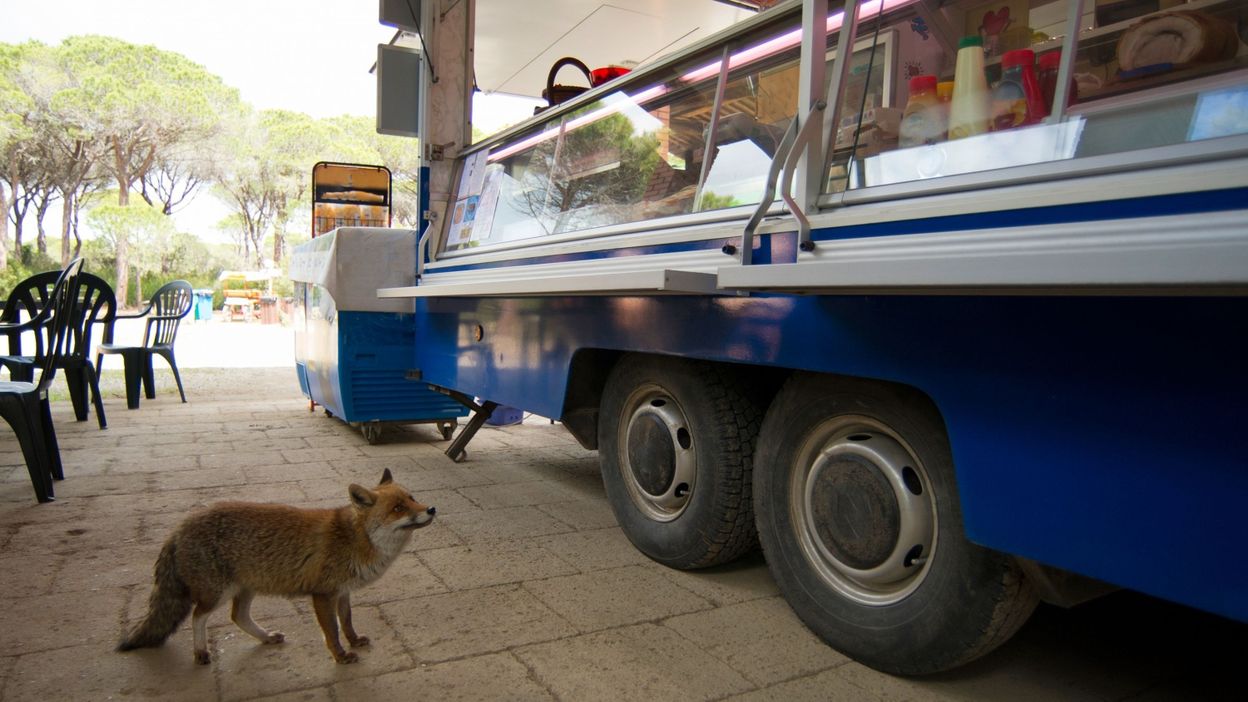 Les animaux qui s'adaptent aux villes sont aussi les plus résistants ...