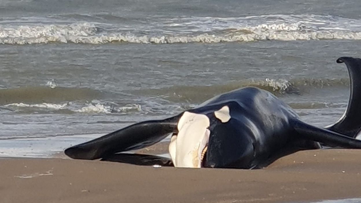 Une orque mâle s’échoue sur le rivage de la Panne - RTBF Actus
