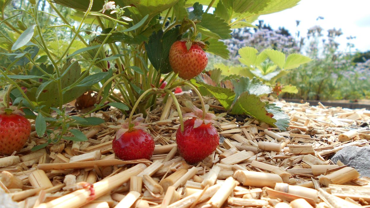 La balade de Carine : Wépion, capitale de la Fraise ! - RTBF Actus