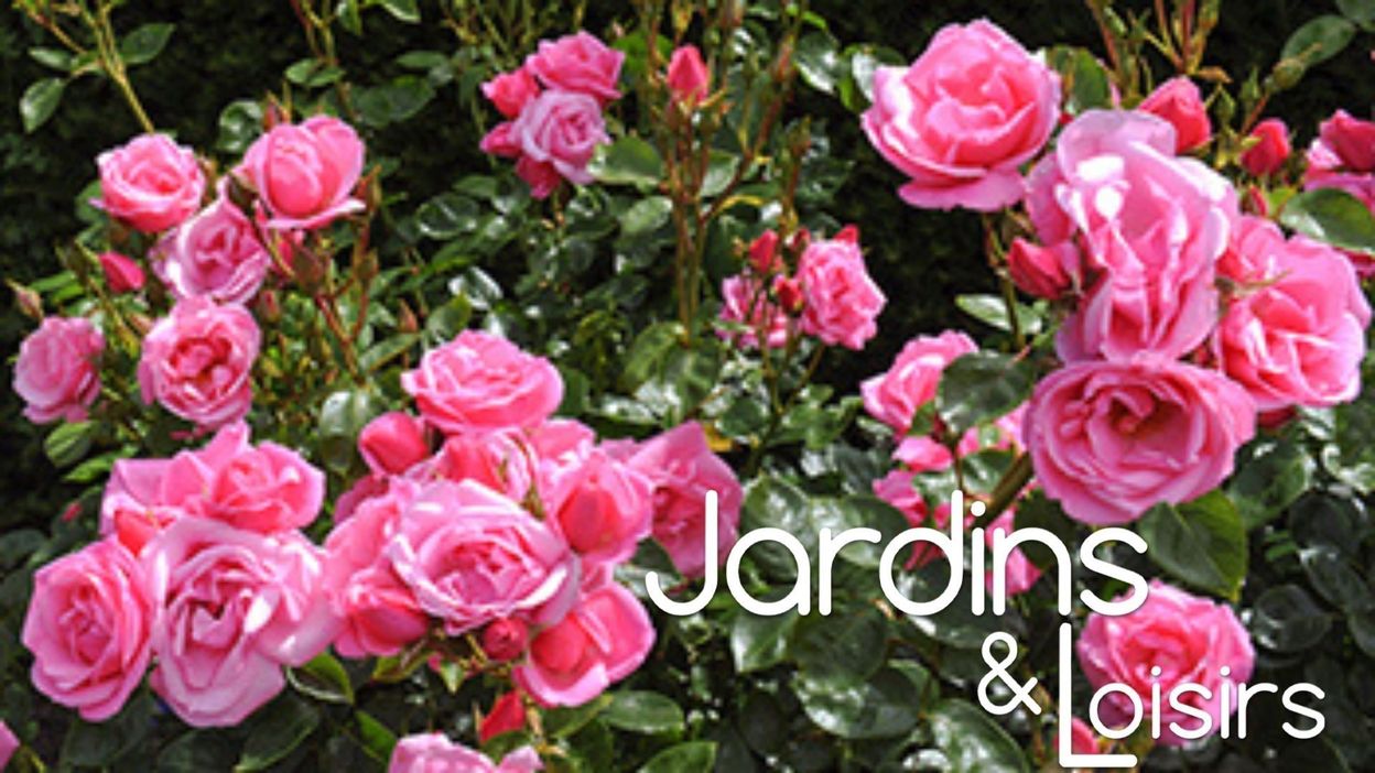 La rose : une histoire millénaire entre mythes et passion - RTBF Actus