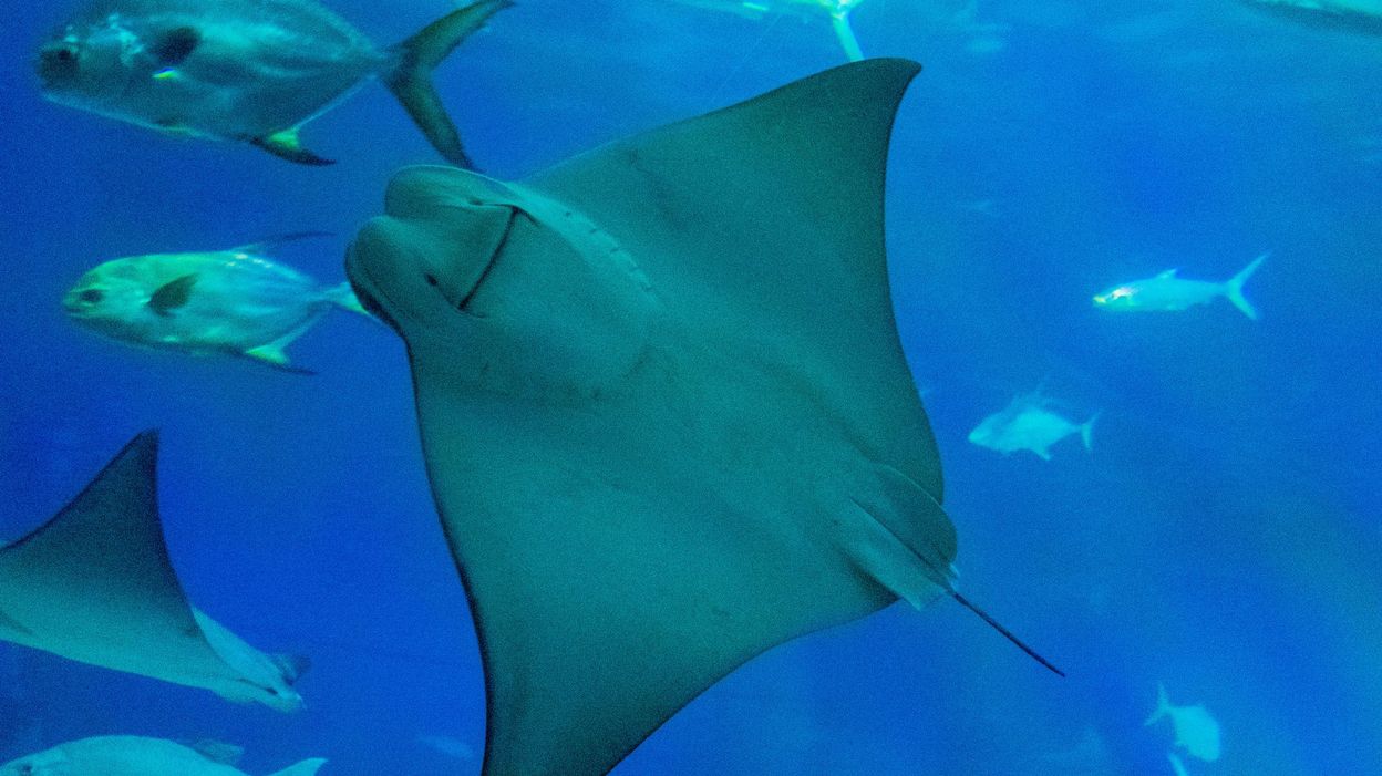 L’Aquilolamna, ce requin ailé entre monstre imaginaire et raie manta ...