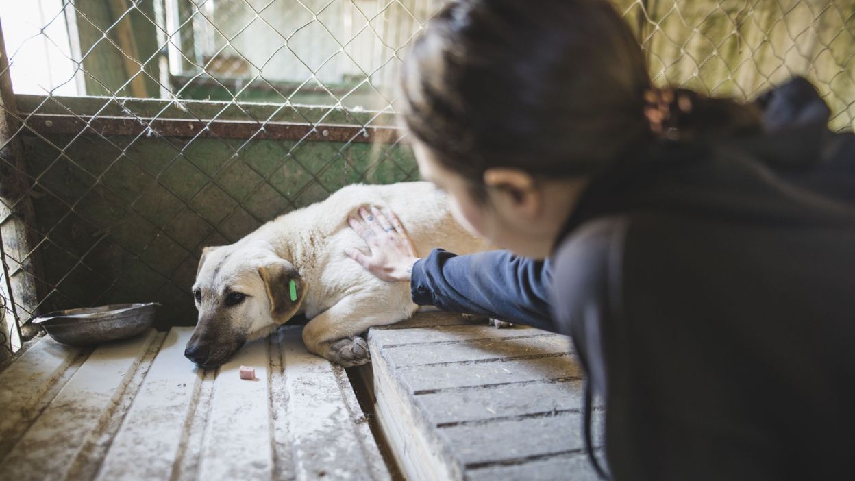 Que faire en cas de soupçons de maltraitance animale ? - RTBF Actus