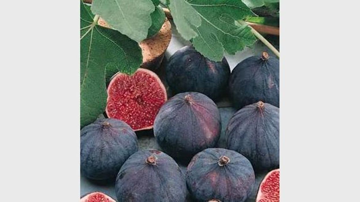 Carlo a la fibre 'Figue' - RTBF Actus