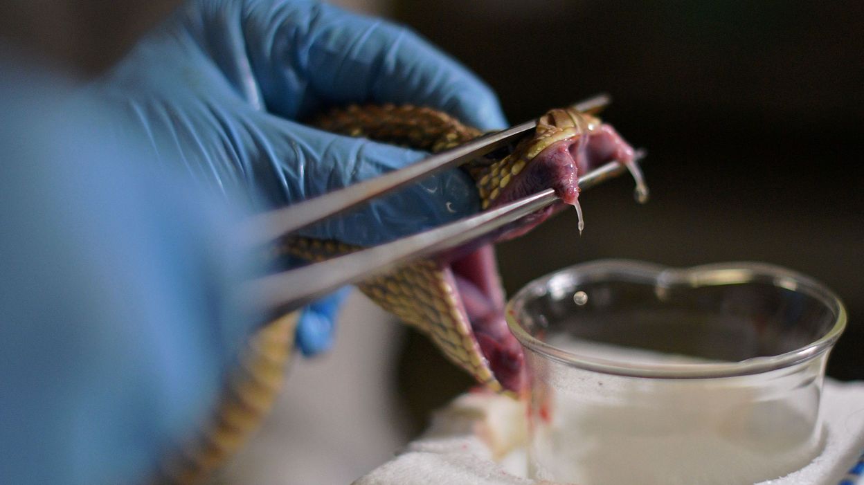 Au Brésil, le venin mortel d'un serpent pourrait sauver des milliers de ...