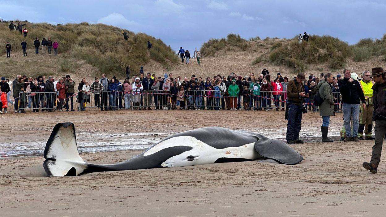 Une orque mâle s’échoue sur le rivage de la Panne - RTBF Actus