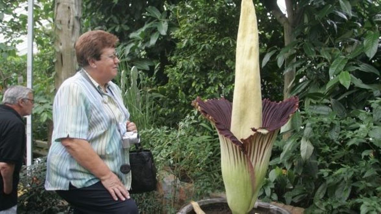 La plus grande fleur du monde a fleuri à Meise - RTBF Actus