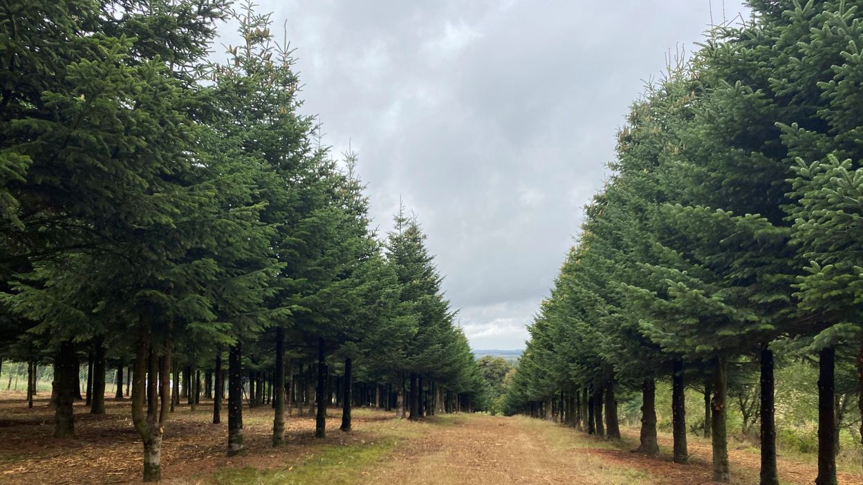A Neufchâteau, on produit des graines locales pour les sapins de Noël ...